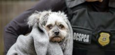 Laws and enforcement in your community help topics - BC SPCA