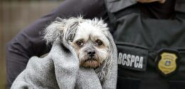 Laws and enforcement in your community help topics - BC SPCA