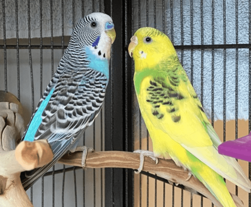 Double the love in your life with a pair of bonded animals! - BC SPCA