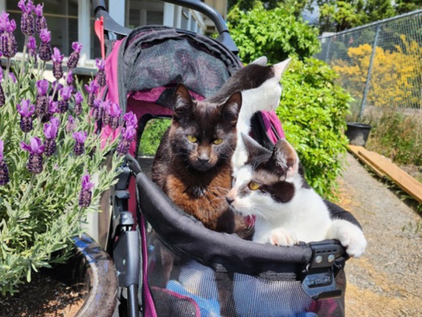 Double the love in your life with a pair of bonded animals! - BC SPCA