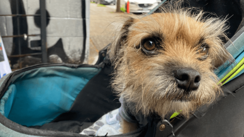 Giving thanks with the BC SPCA animal food bank program - BC SPCA