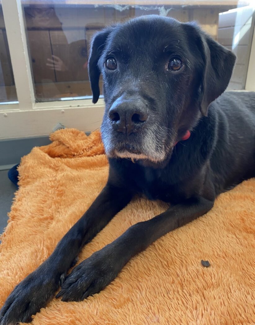 Sweet senior lab needs your help - BC SPCA