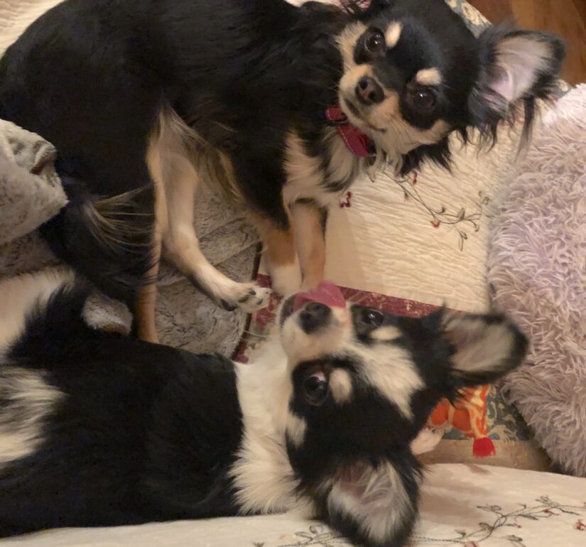 Ruby and Rosy - BC SPCA