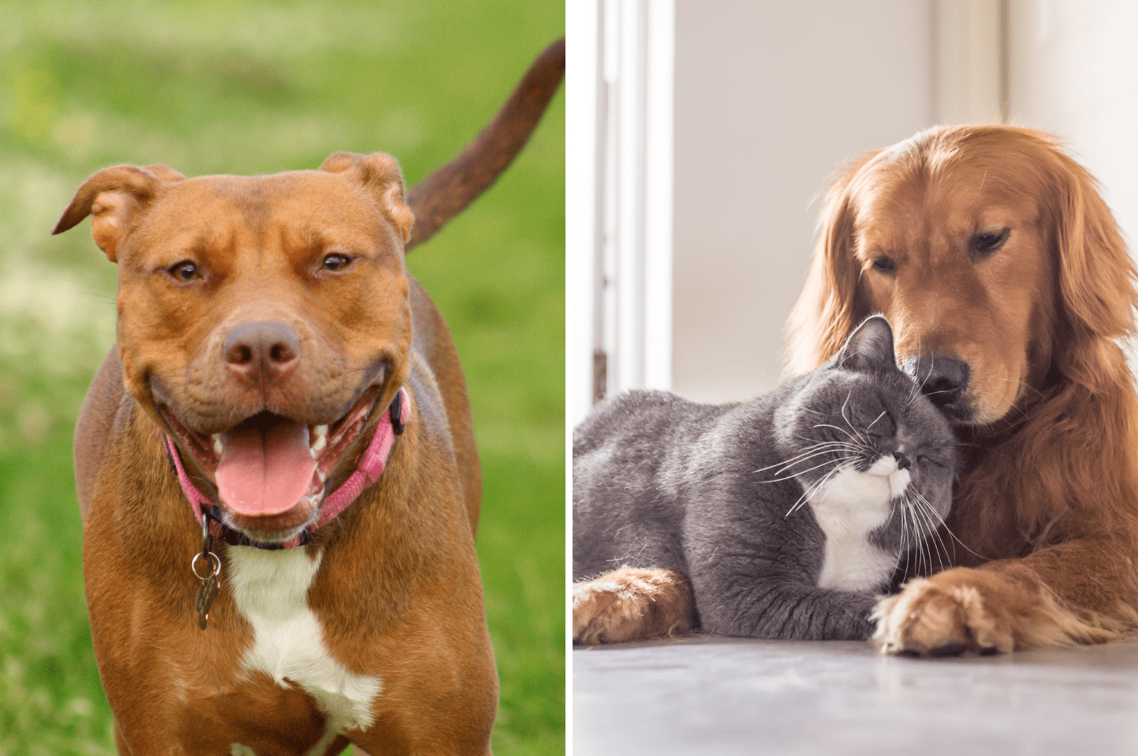 Celebrating a year of animal advocacy victories - BC SPCA