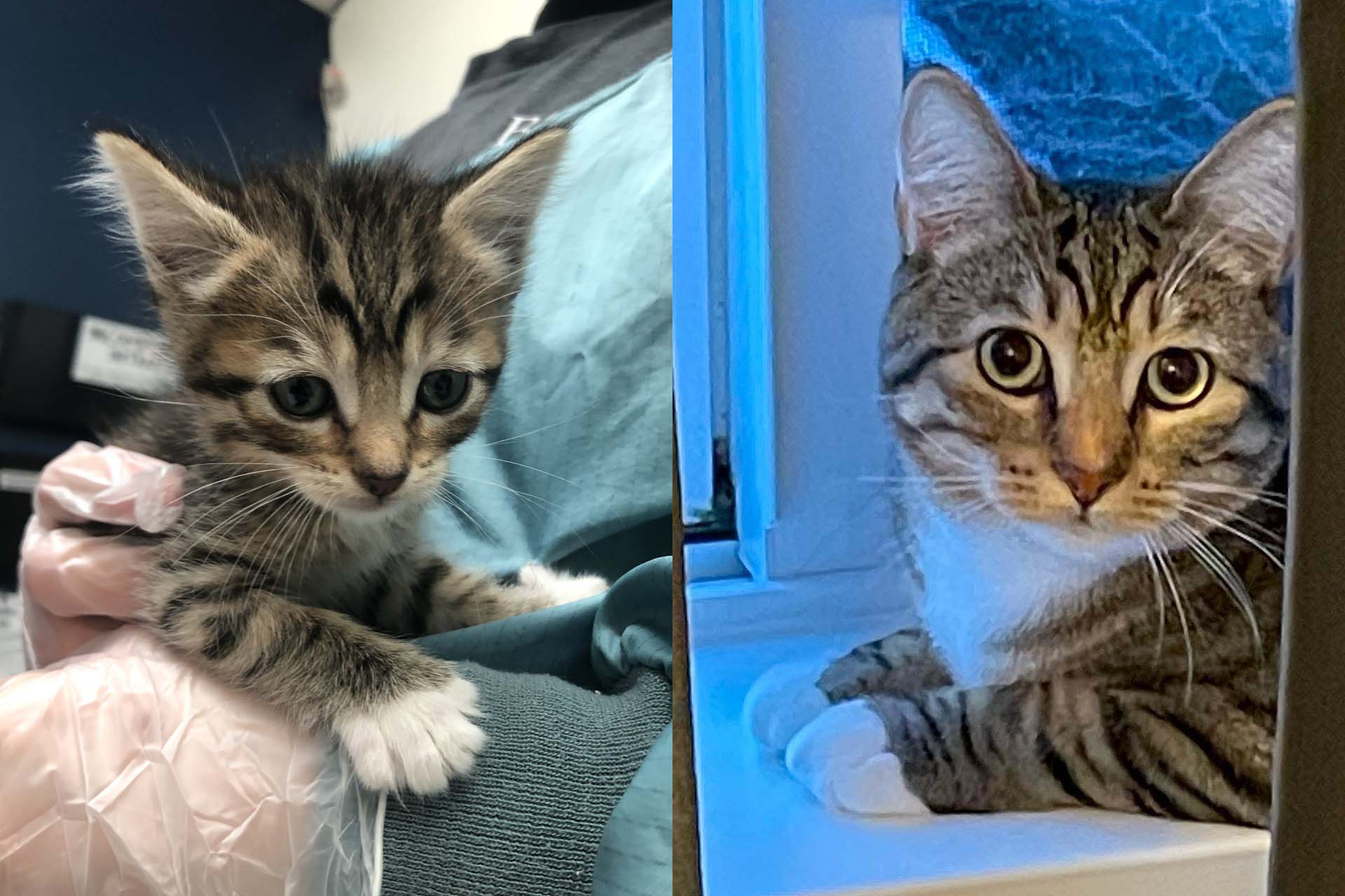 Three kittens found abandoned in dumpster find forever homes! See them ...