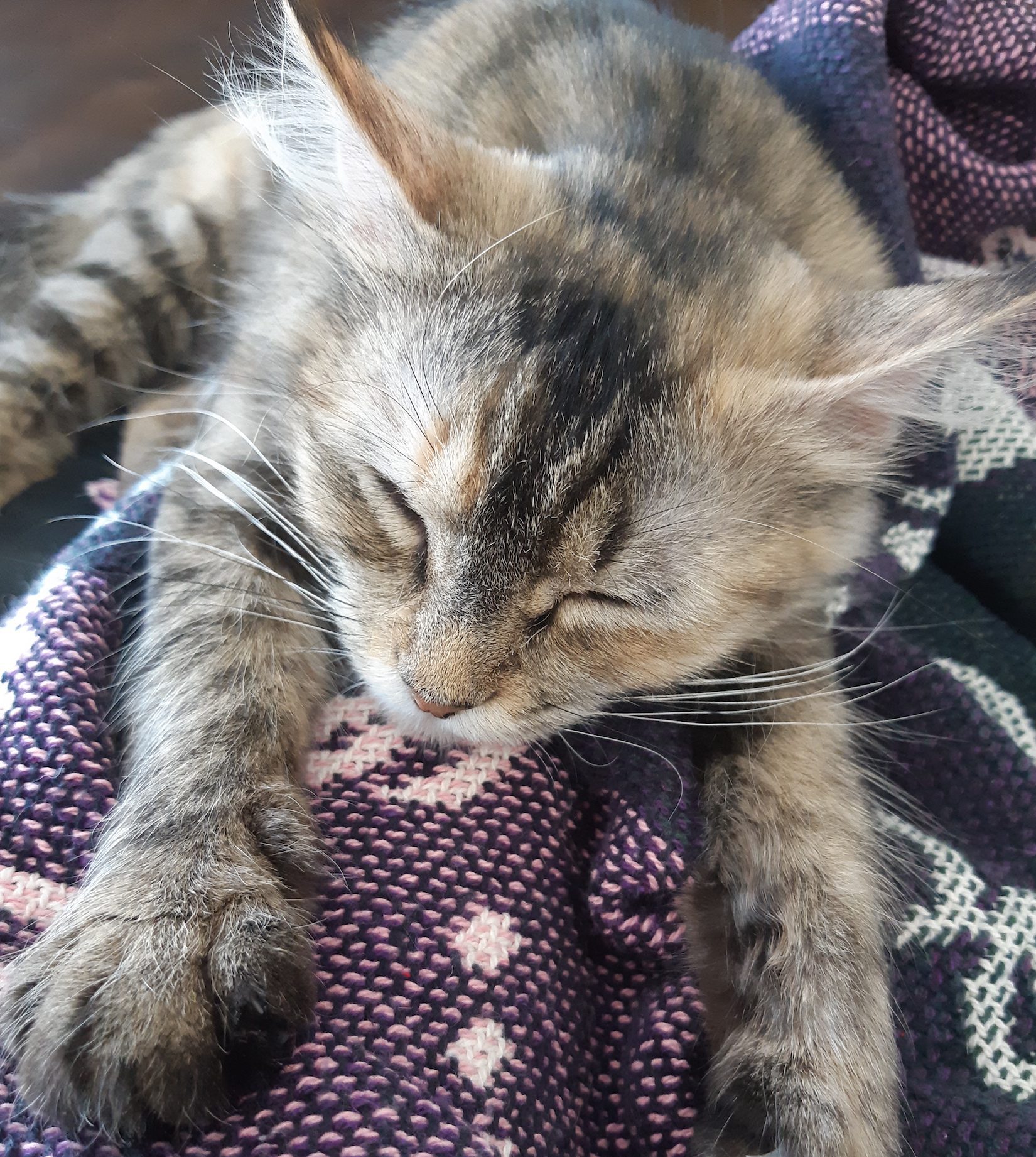 Linda and Rory - BC SPCA