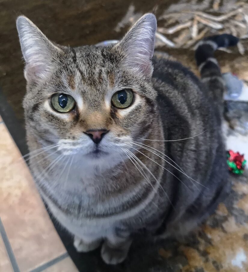Roy - BC SPCA
