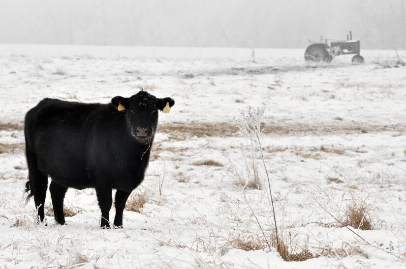 Importance of fresh water for cattle in winter - BC SPCA