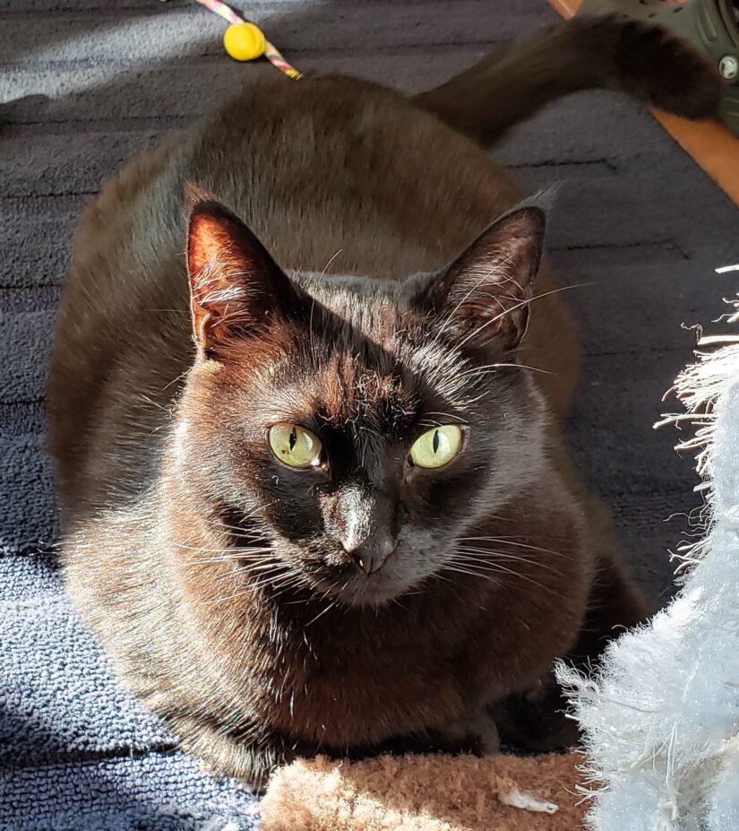 BC SPCA Provincial Office
