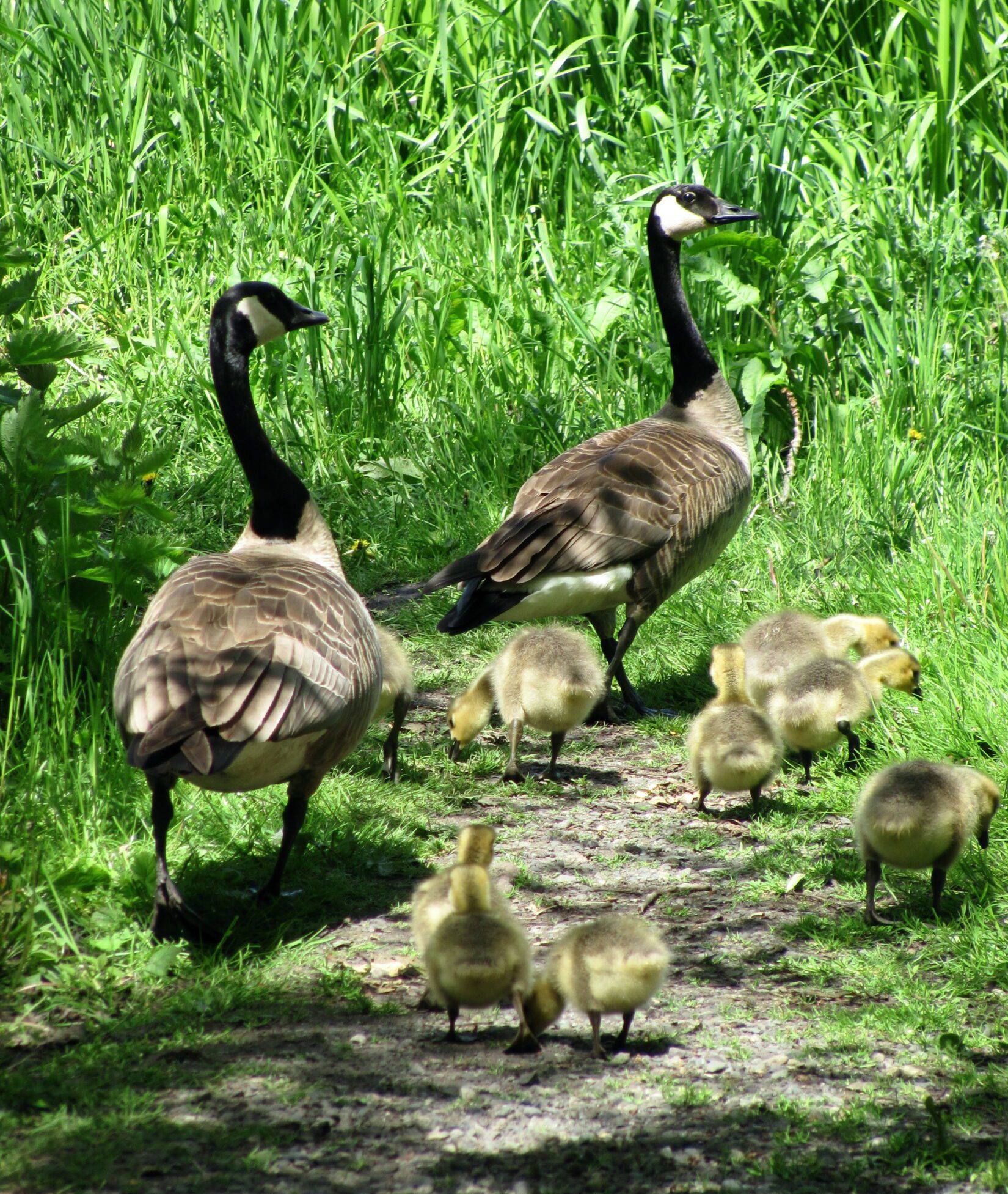Five Amazing Animal Dads - BC SPCA