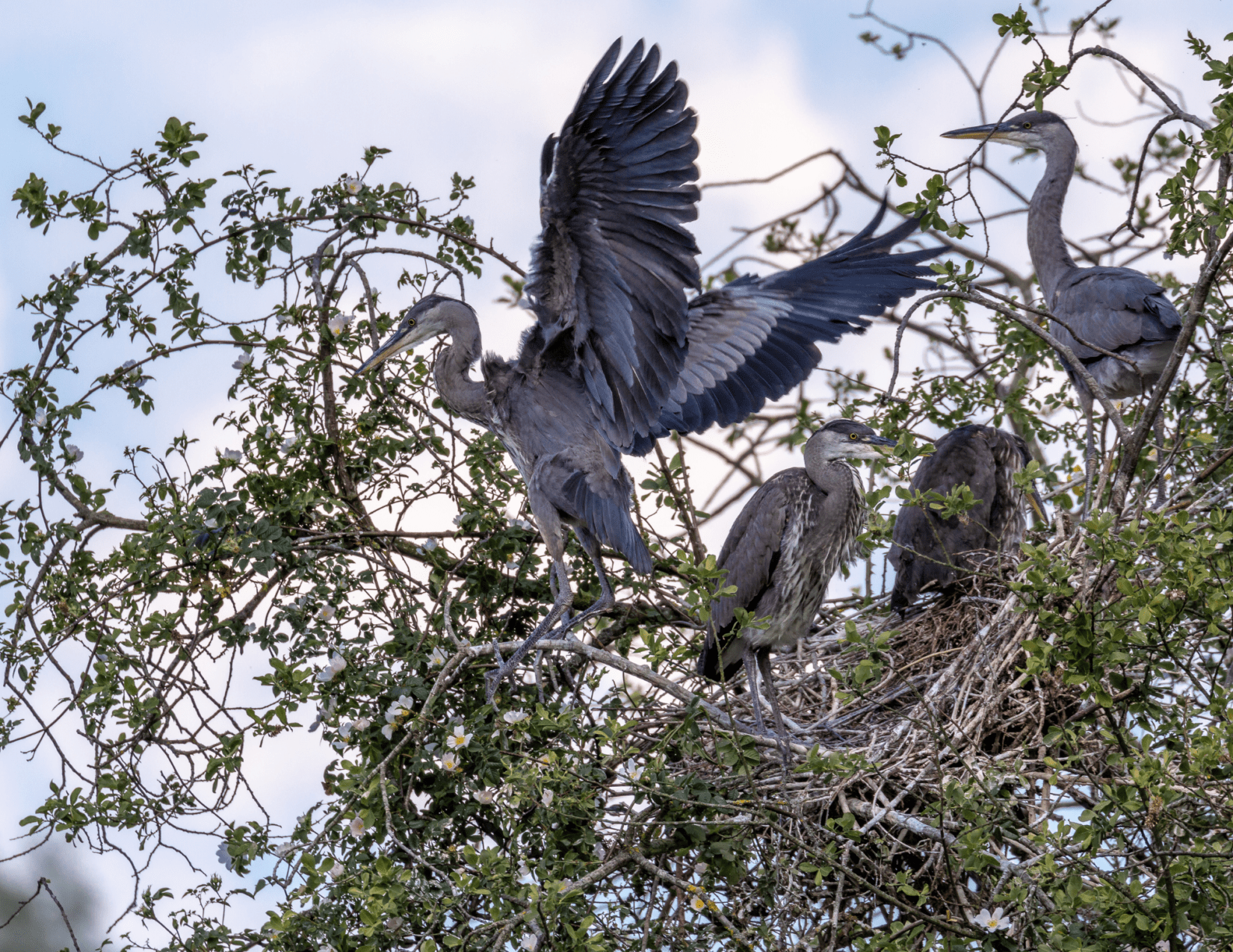 Five Amazing Animal Dads - BC SPCA