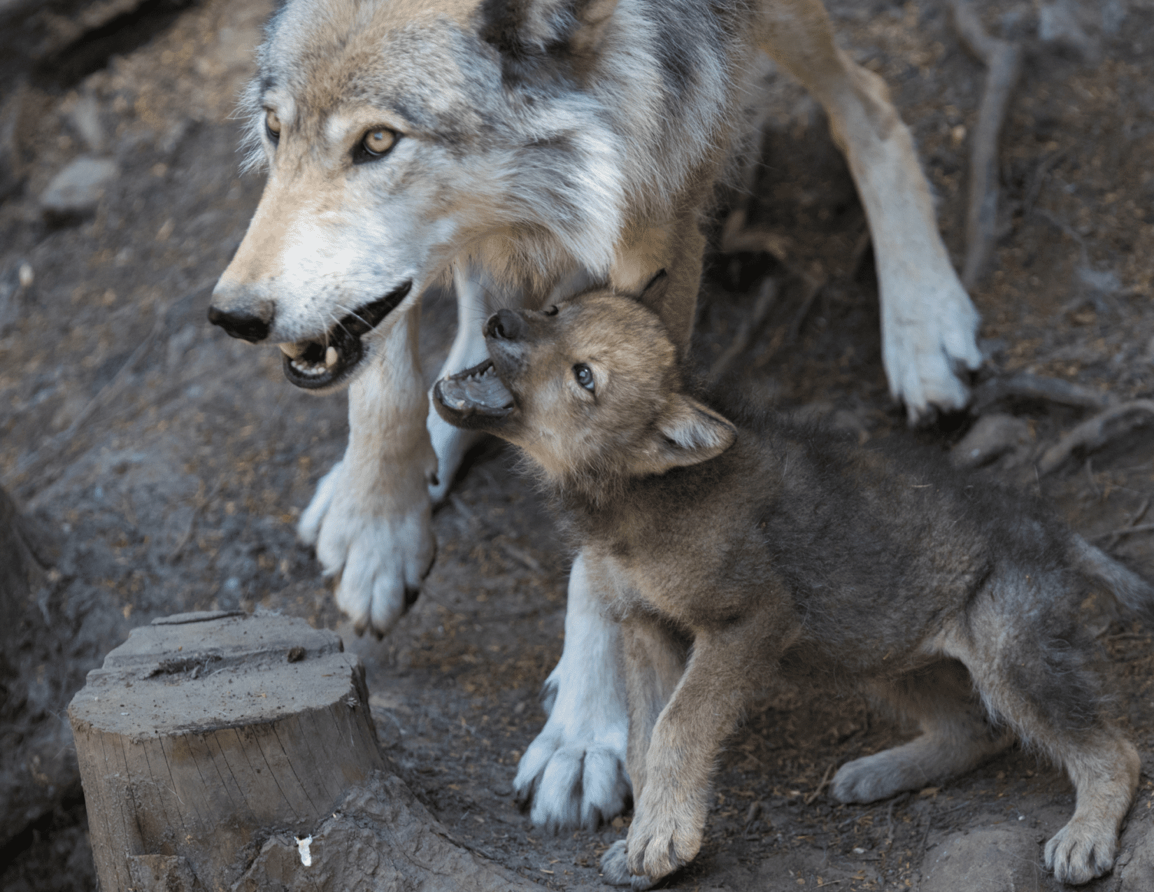 Five Amazing Animal Dads - BC SPCA