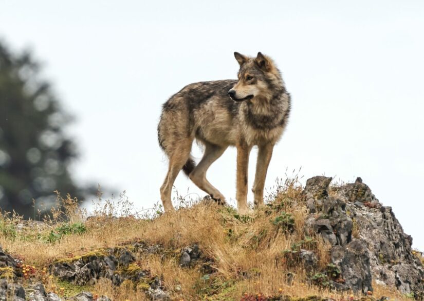 Wolf management and the cull controversy