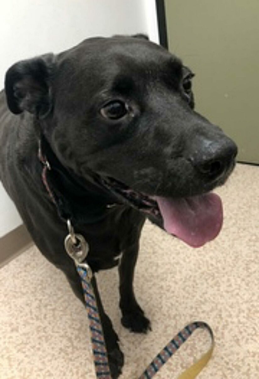BC SPCA Victoria