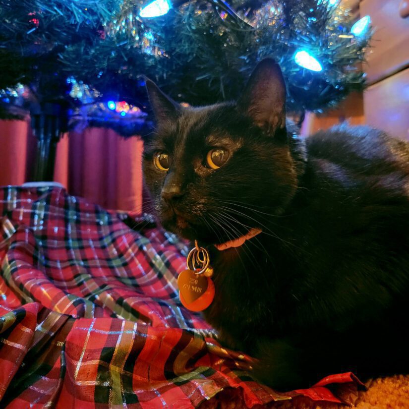 After 259 days, Nacho the cat finds her forever home! - BC SPCA