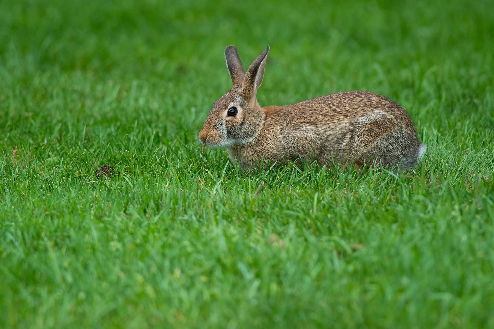 Rabbits and hares - BC SPCA