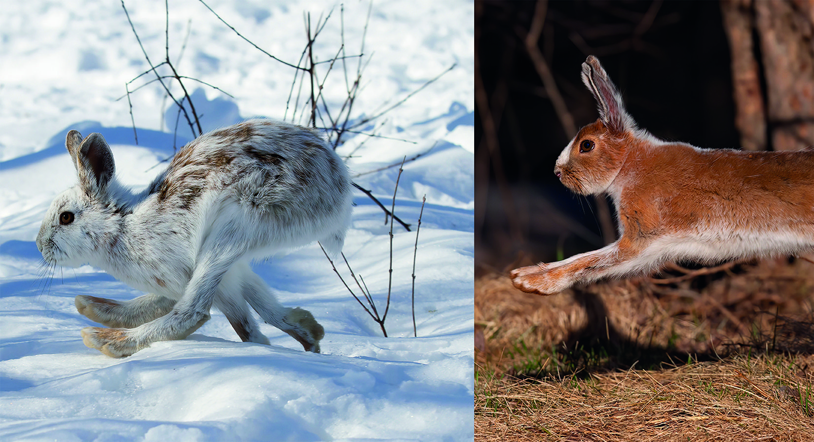 Rabbits and hares - BC SPCA