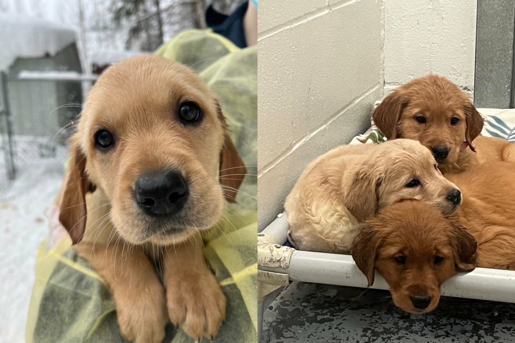 BC SPCA animal care centres dealing with post-COVID influx of dogs