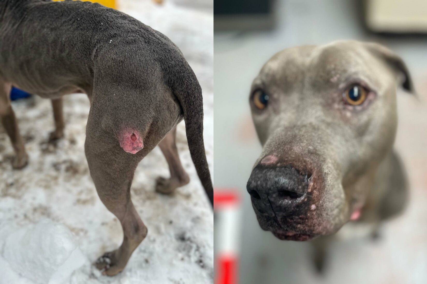 Dog found tied to railing with note needs your help - BC SPCA