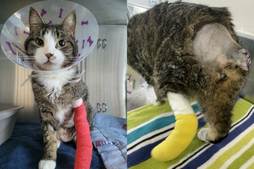 Cat with large, necrotizing wound found on desolate logging road - BC SPCA