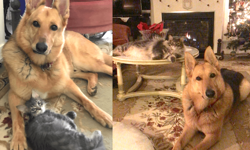 Grayson & Finn - BC SPCA