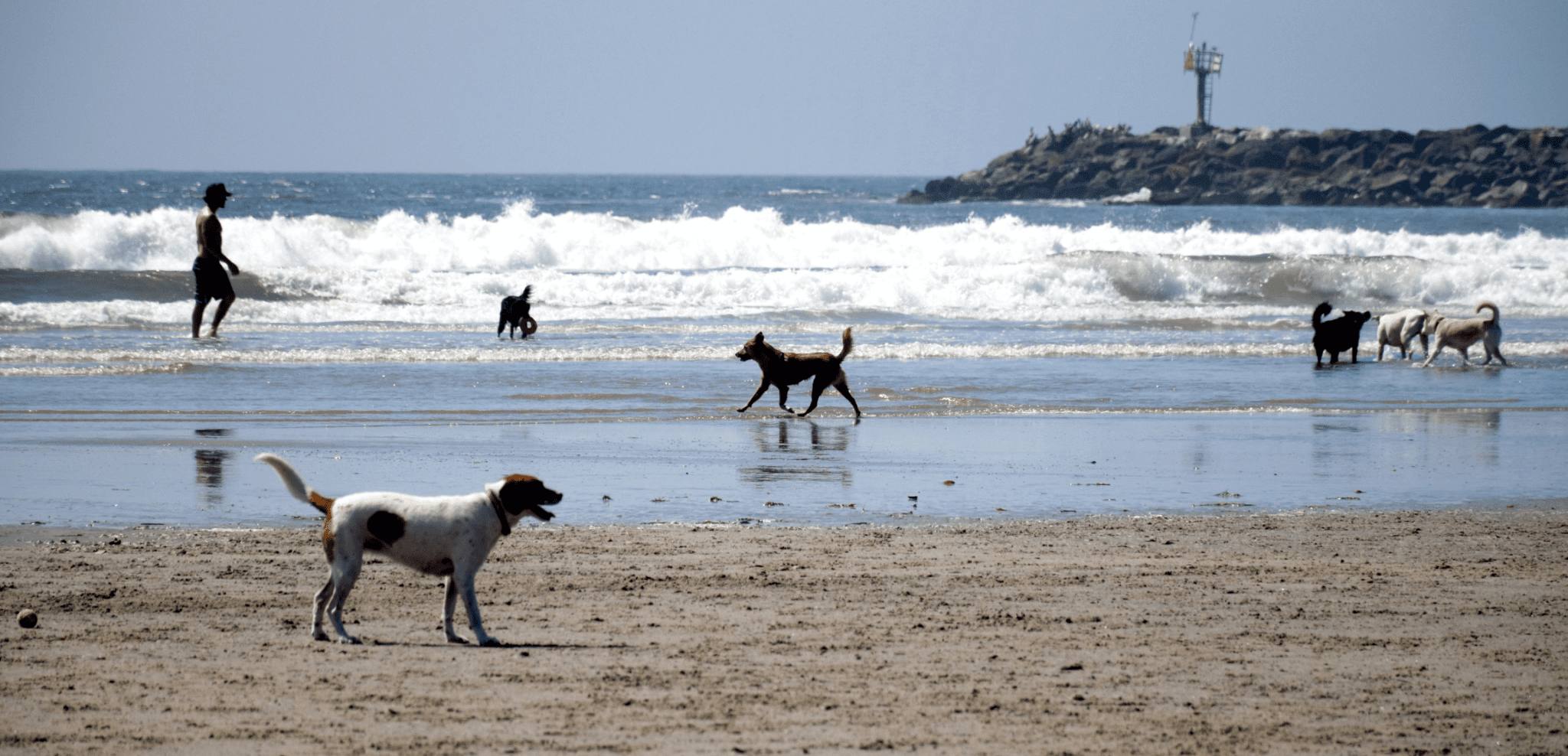 Beware of these 8 dangers at the beach for your dog - BC SPCA