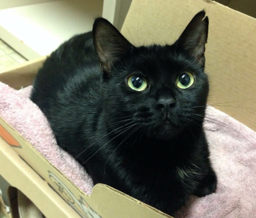 BC SPCA Vancouver