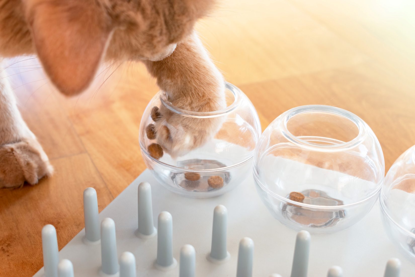 5 tips for introducing a puzzle feeder to your cat - BC SPCA