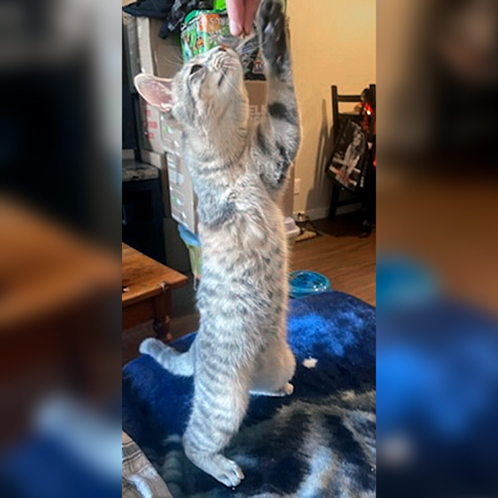 Happy "Tails" - the power of second chances - BC SPCA