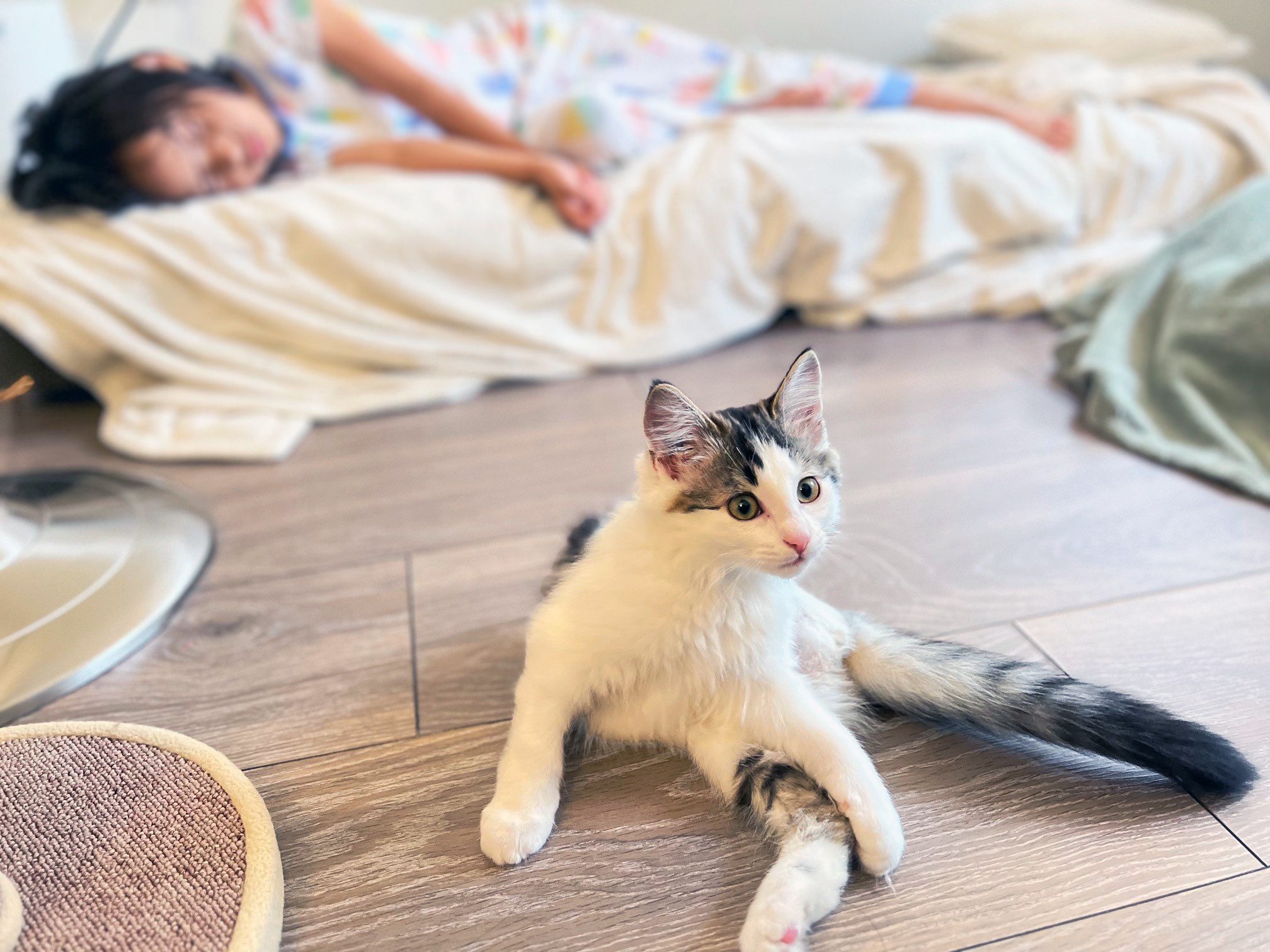 Update: Stray kitten found in garage with badly broken leg finds loving ...