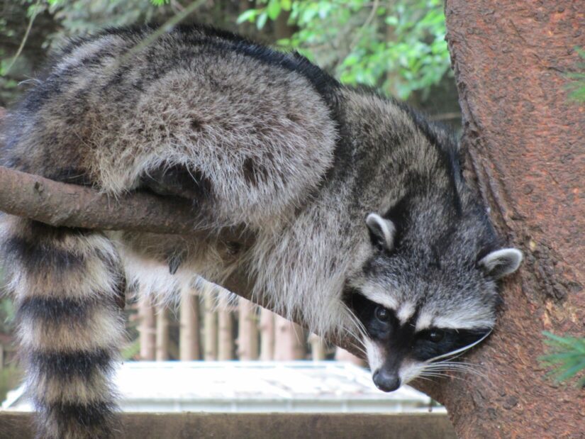 How to clean raccoon feces