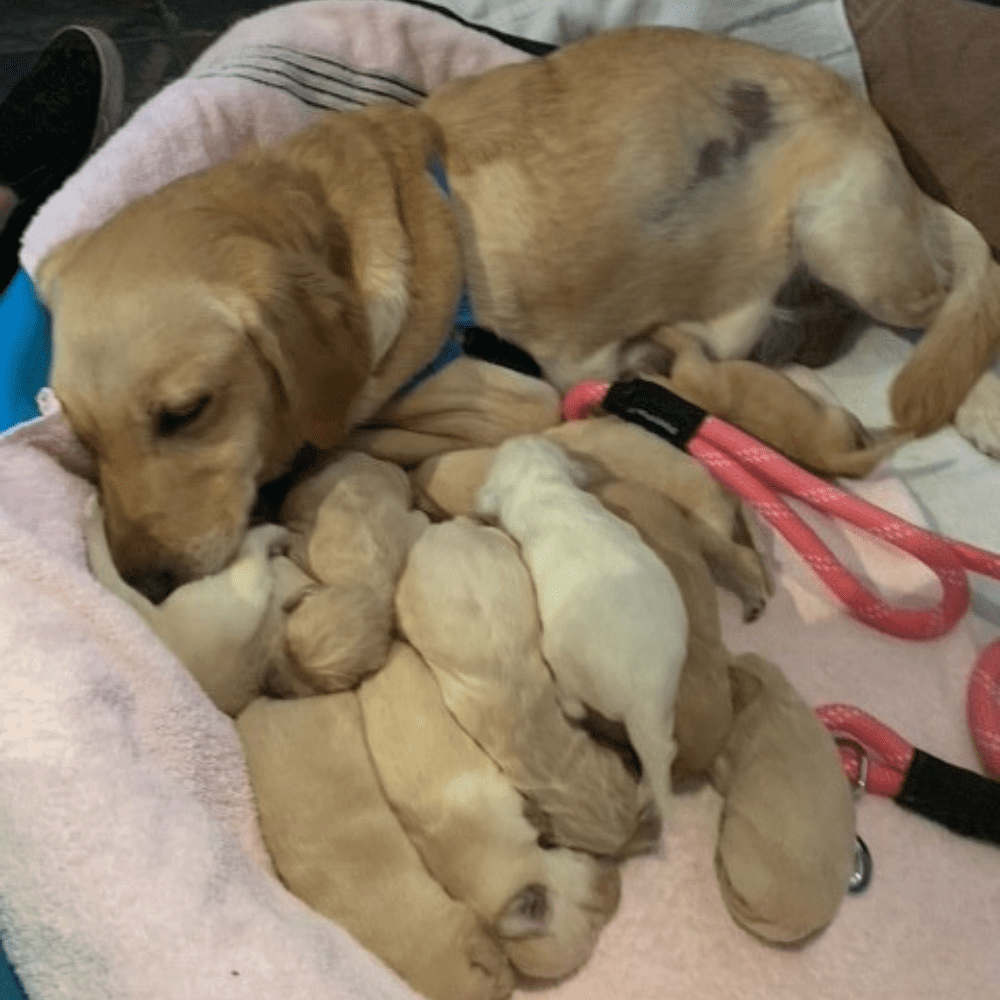 Update on surrendered Lab mom and 11 puppies - BC SPCA