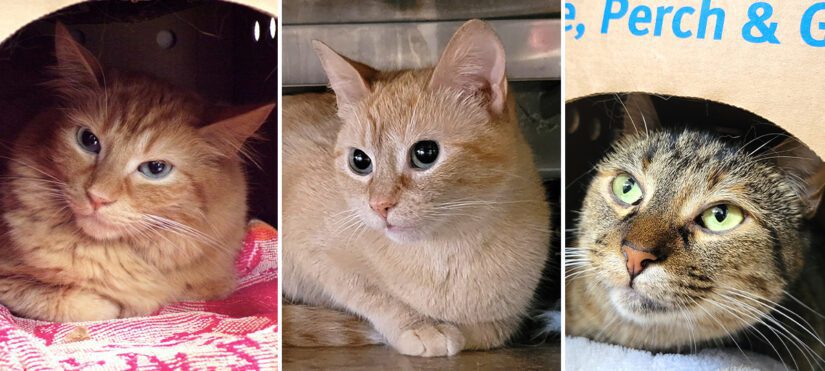 Paw Partners Rescue Report - BC SPCA