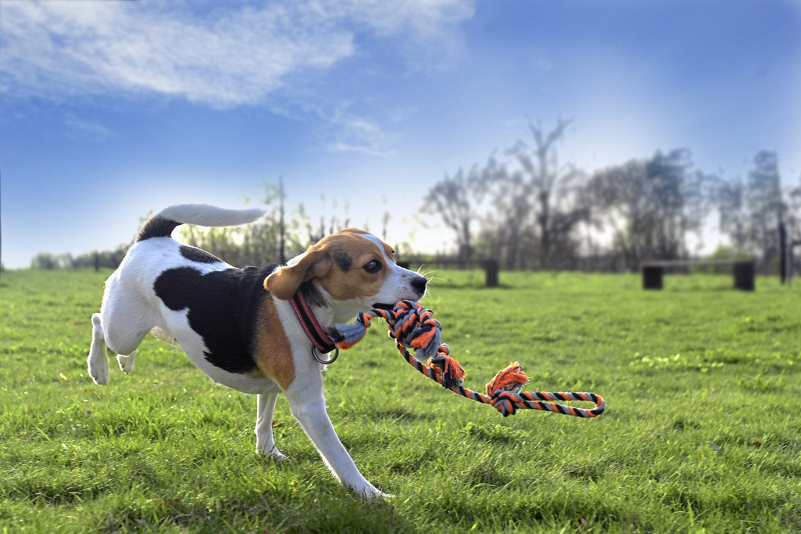 Hot weather hazards: Protecting vulnerable dogs from rising ...