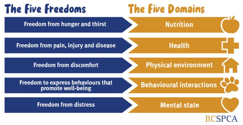 Paw Partners Rescue Report - BC SPCA