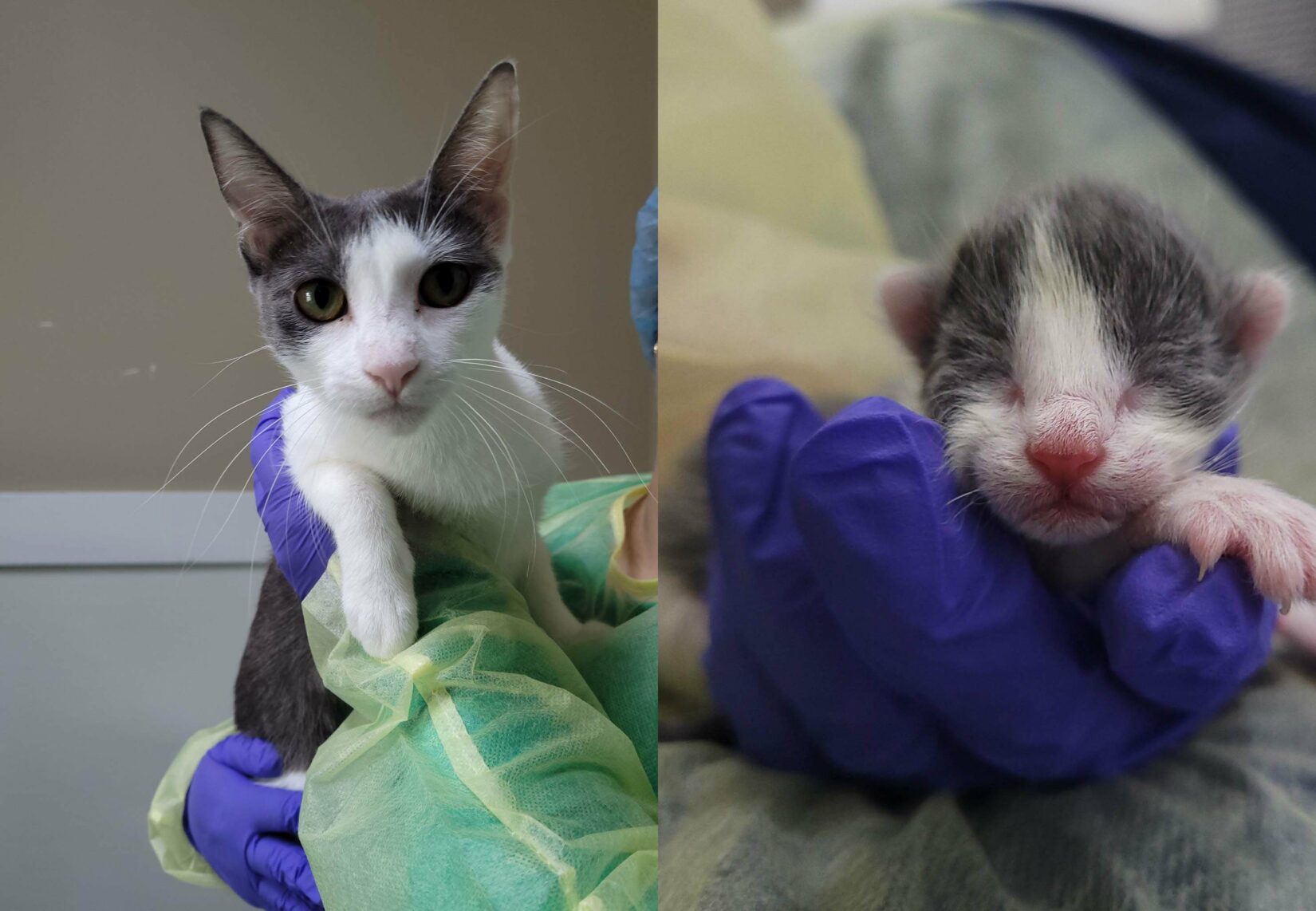 BC SPCA caring for 29 cats and kittens surrendered into care