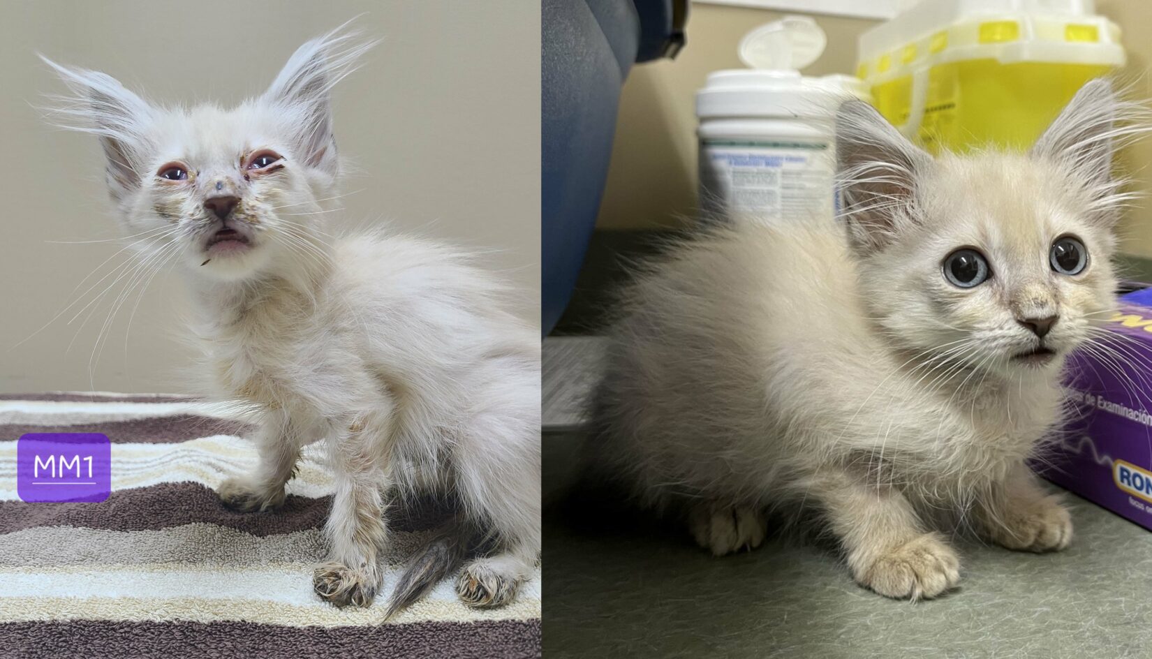 Update on Pinky! The little fighter with so much heart - BC SPCA