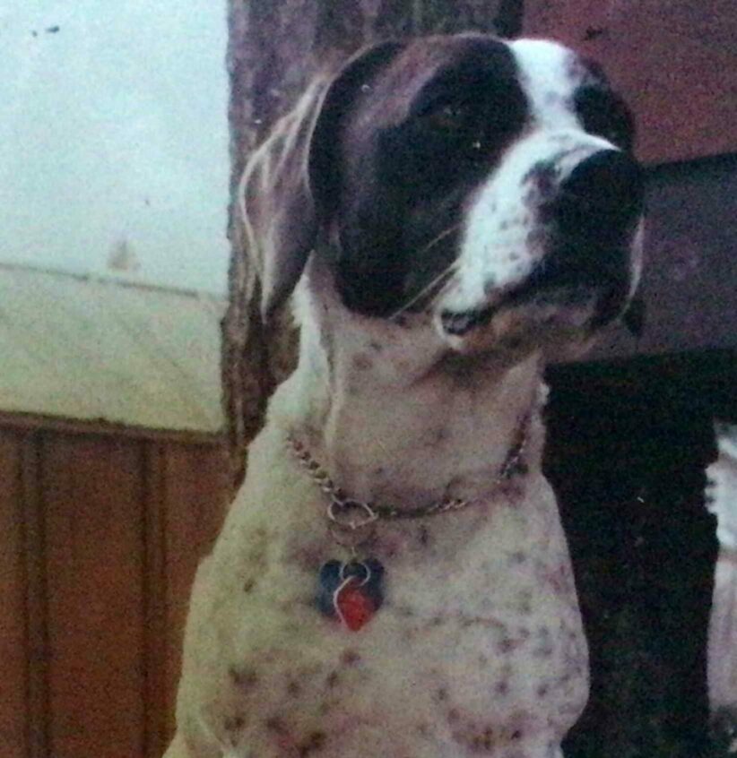 Skip - BC SPCA