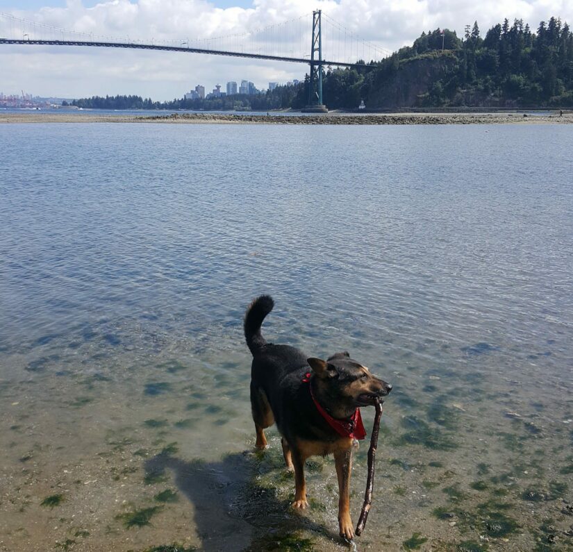 Chiefer Sutherland - BC SPCA