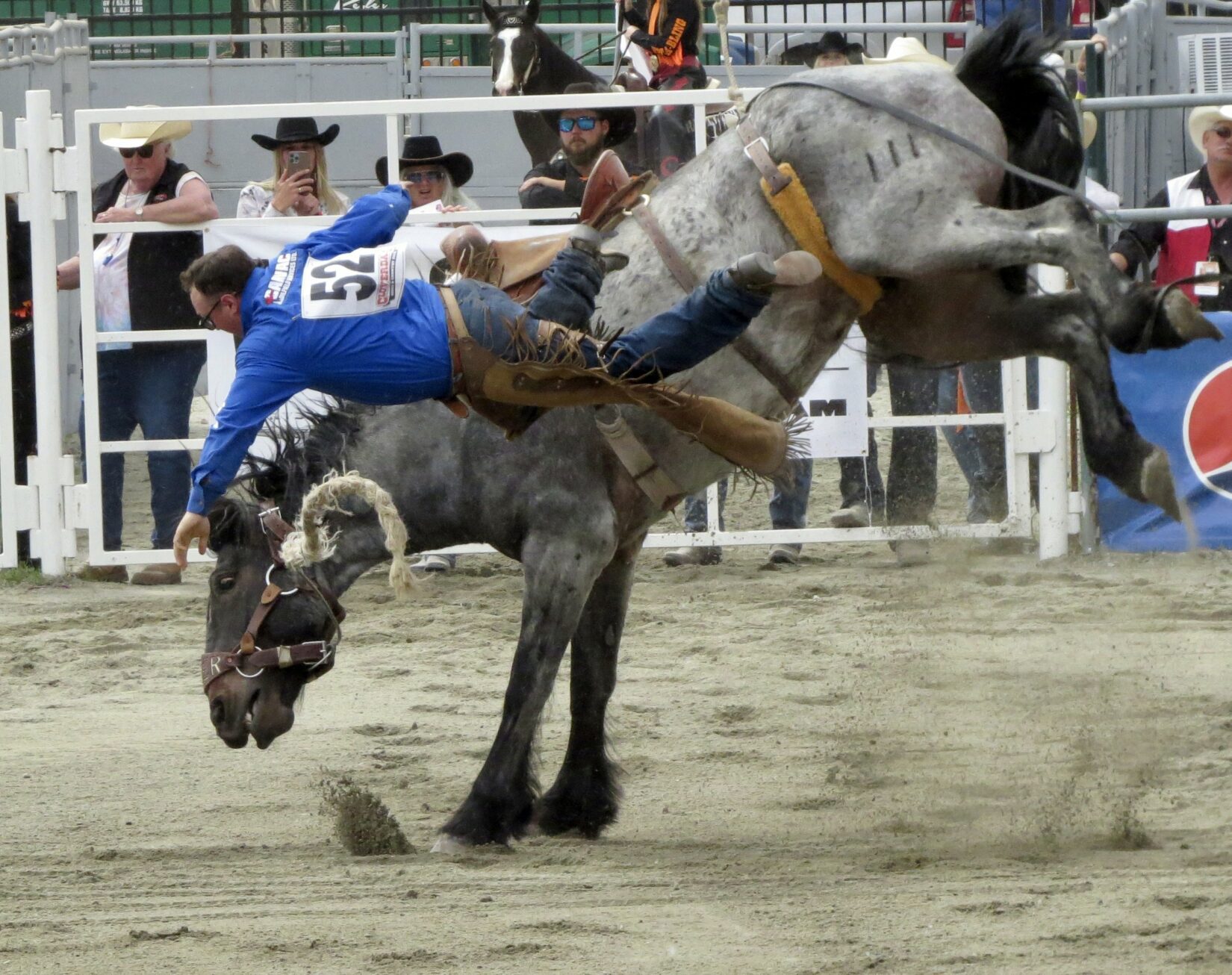 Rodeo - BC SPCA