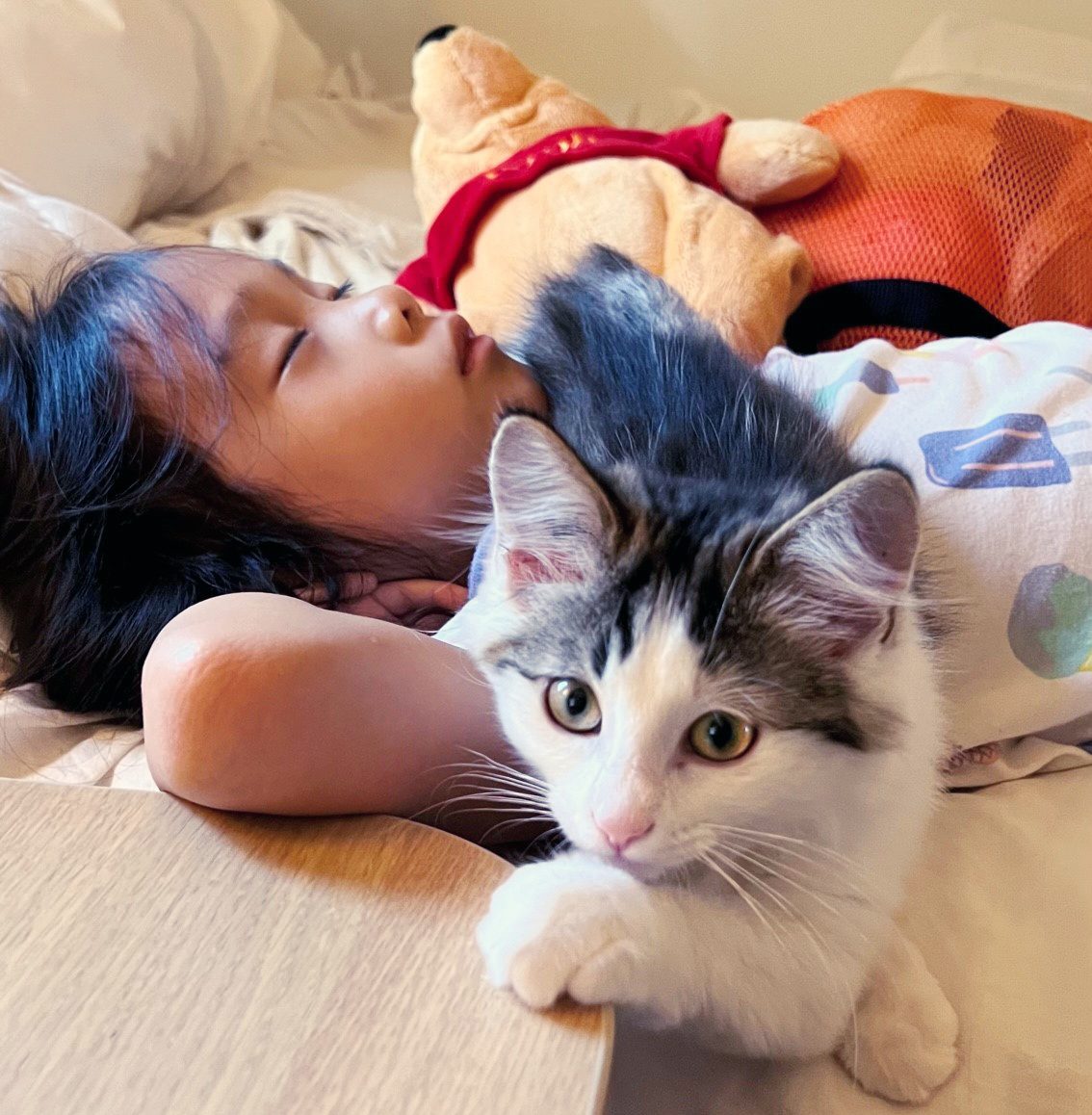Update: Stray kitten found in garage with badly broken leg finds loving ...