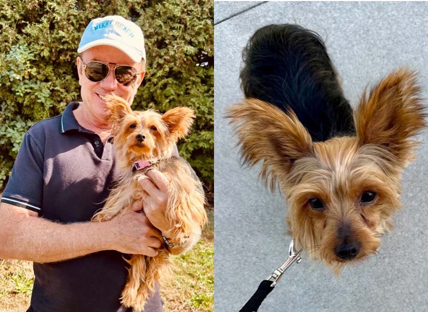 Found living in filth - where are the rescued Yorkies now? - BC SPCA