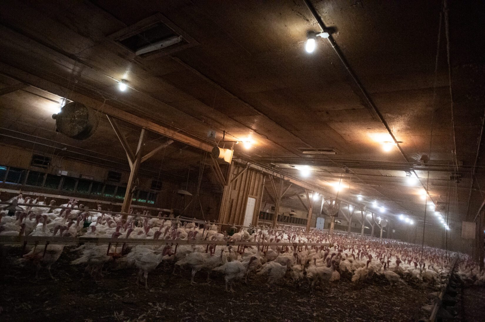 Turkey farming in Canada