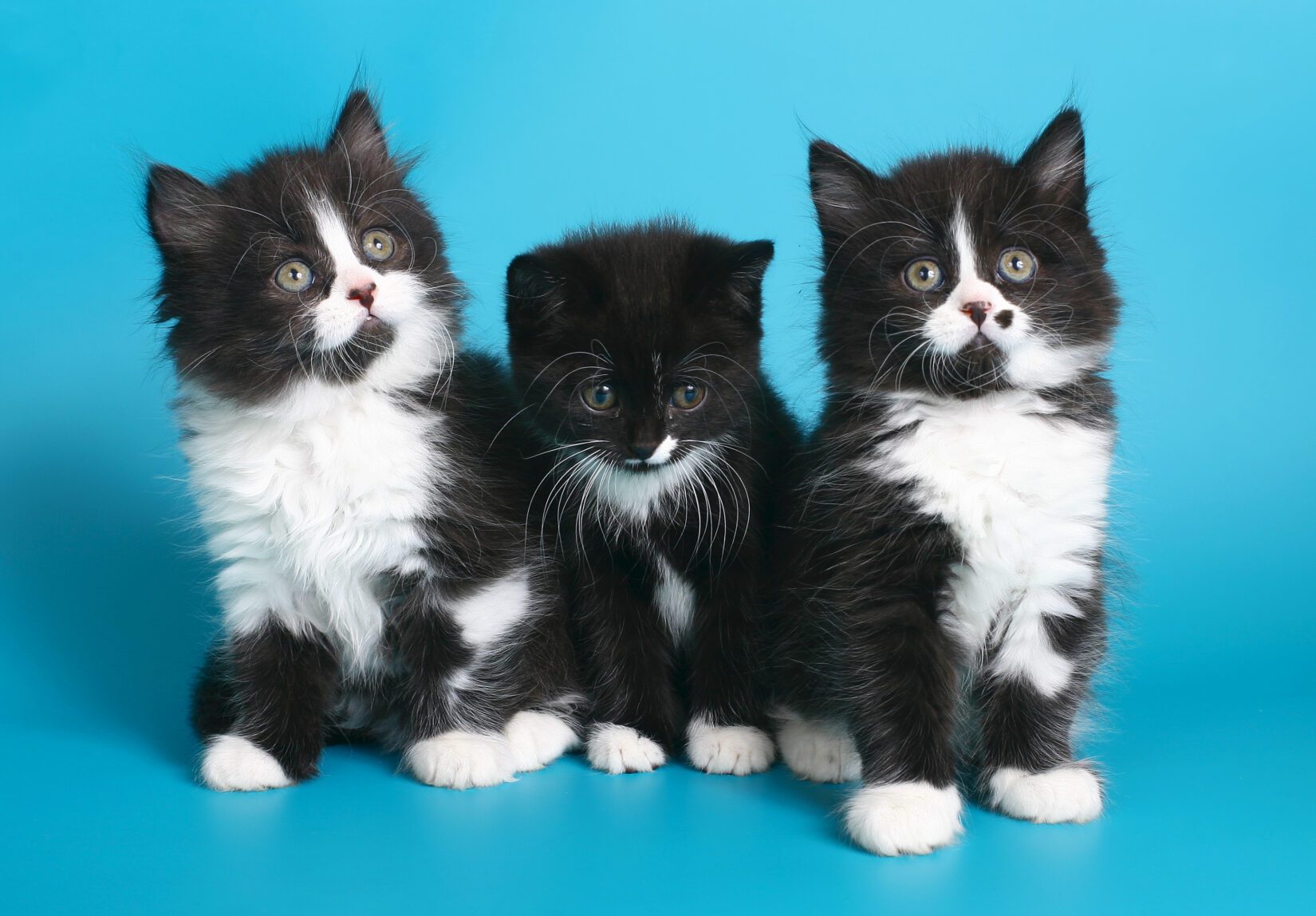 Humane Education presentations: Lower Mainland & Fraser Valley - BC SPCA