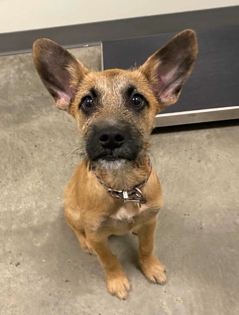 Pipit - BC SPCA