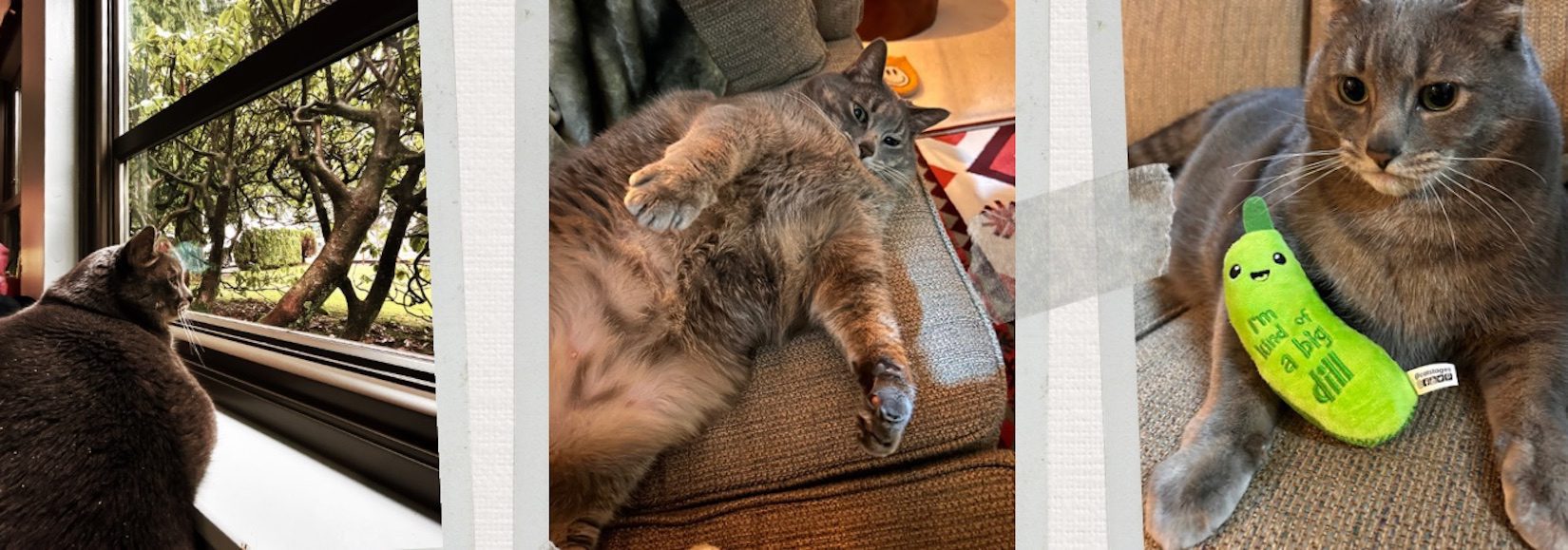 Biggie Smalls (aka Slim) - BC SPCA