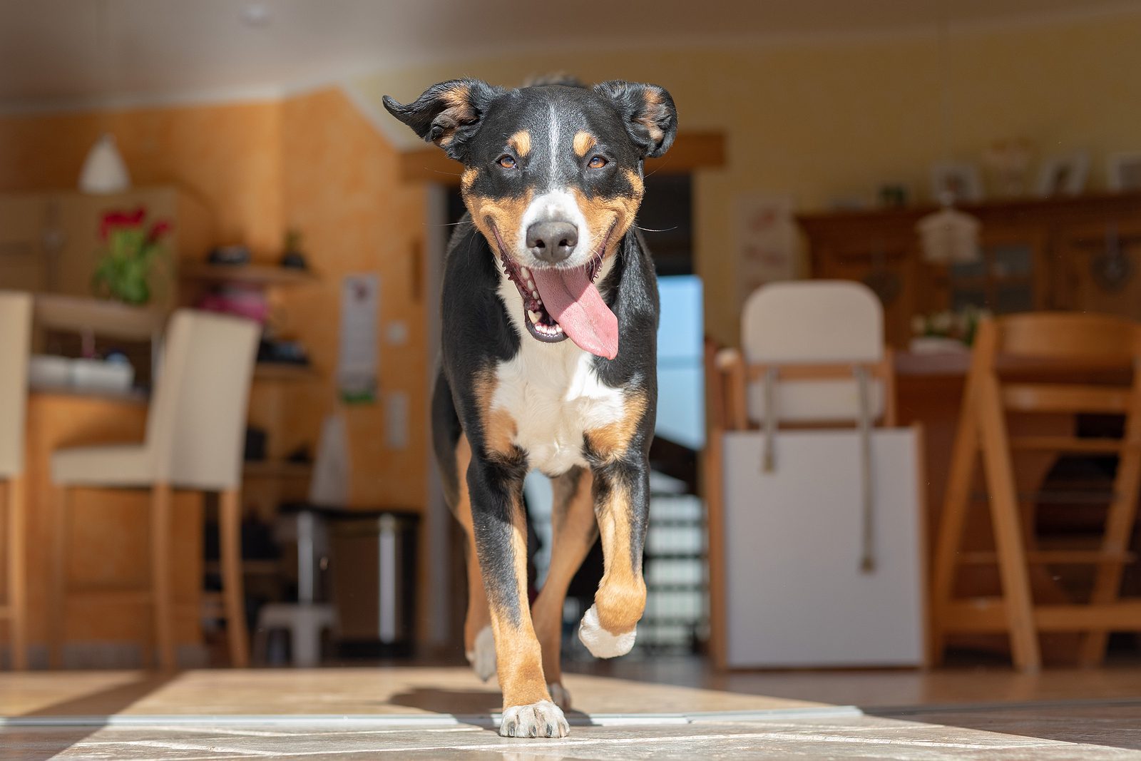 8 fun ways to keep your dog active indoors - BC SPCA