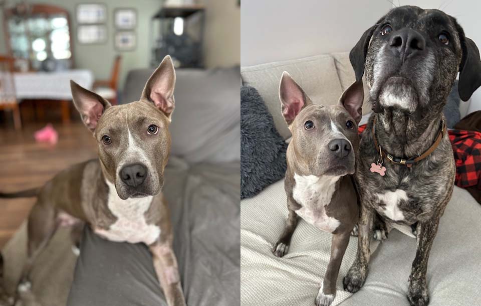 Update: Crying in pain, dog found on highway finds forever family - BC SPCA