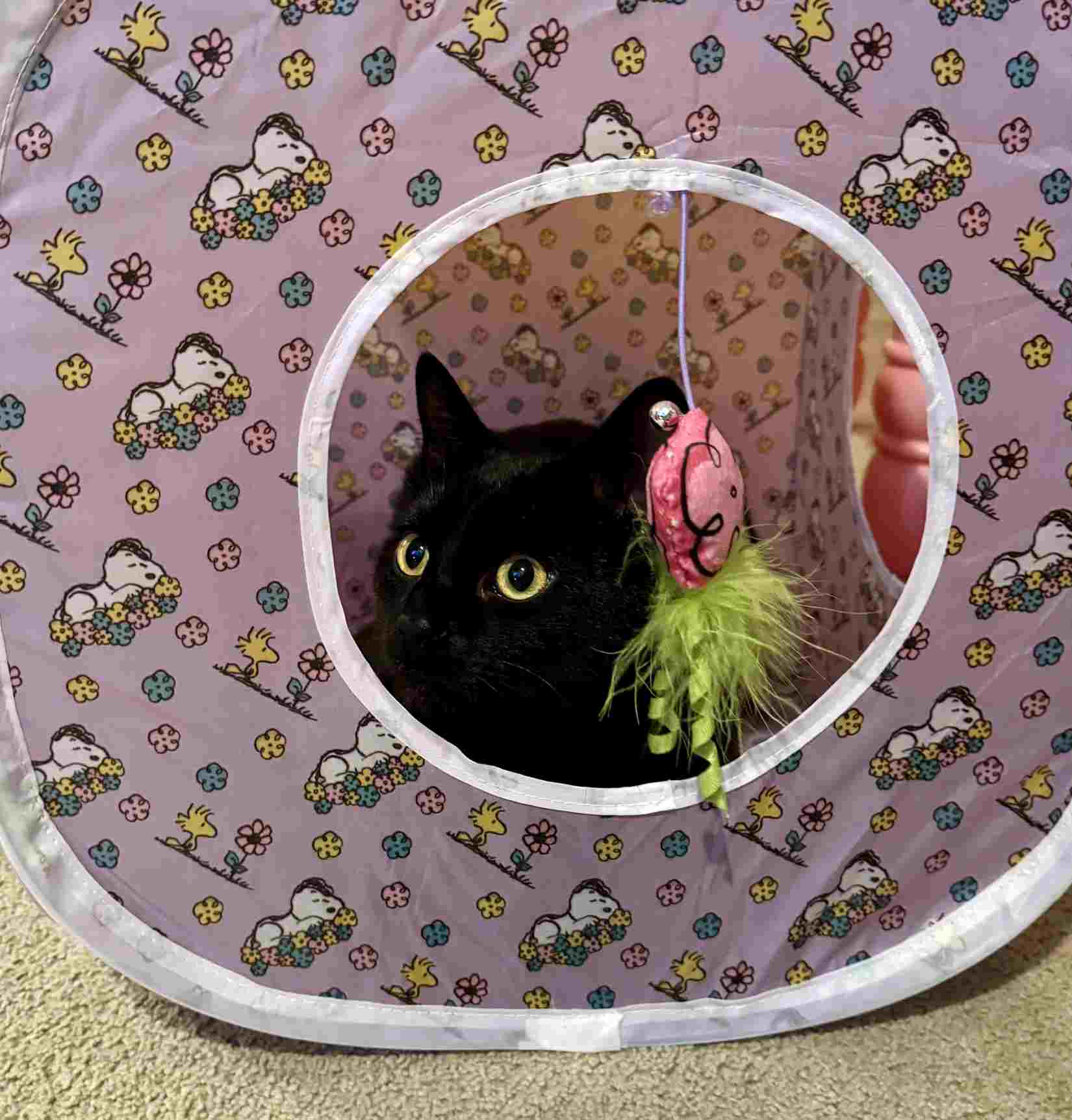 Coraline & Vincenzo - BC SPCA