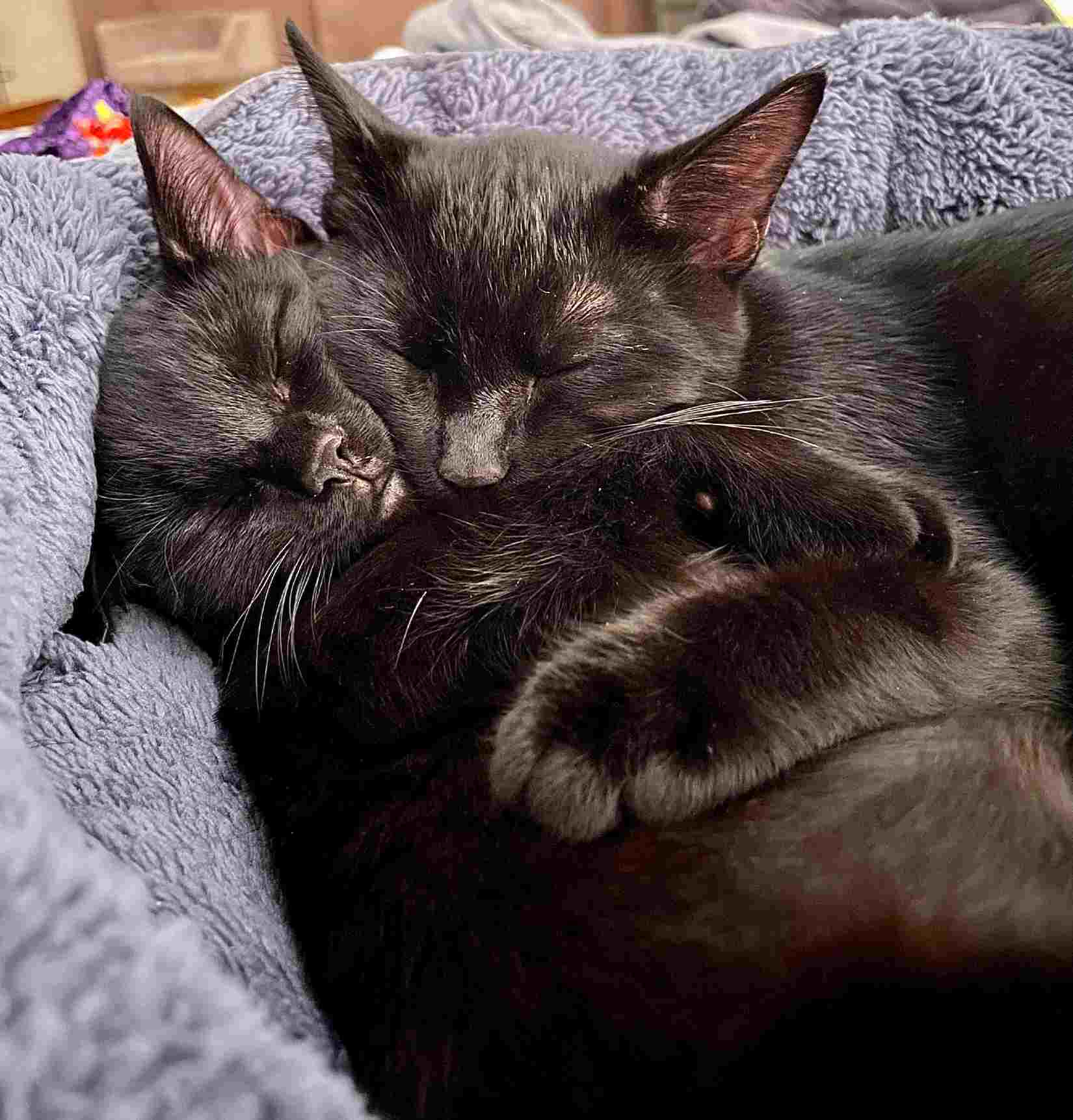 Coraline & Vincenzo - BC SPCA